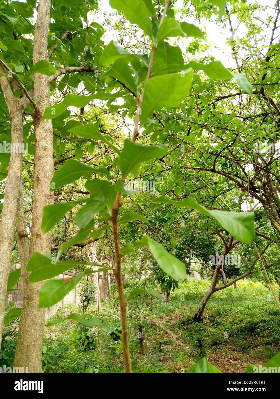 Calabash Tree (Crescentia cujete), Plantae, 362V+3PJ, Guanare 3350 ...