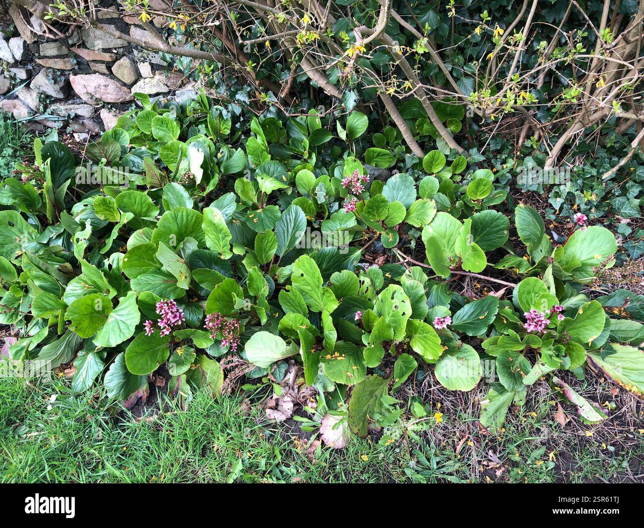 Elephant's-ears (Bergenia crassifolia), Plantae, Bridge Road, Cardiff ...
