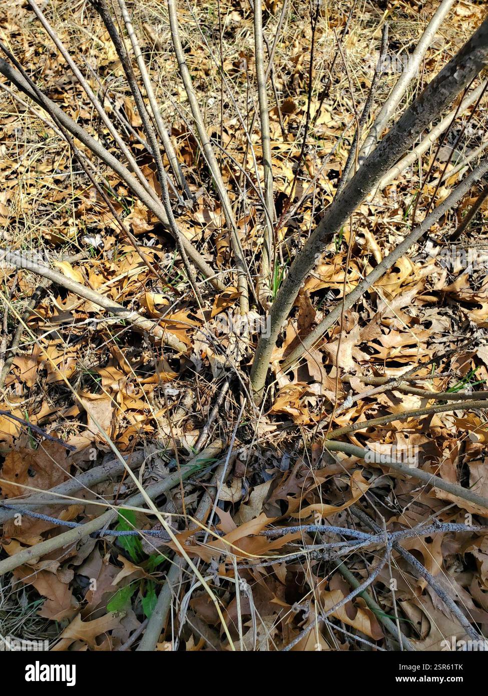 Willows (Salix), Plantae, Illinois Beach State Park Nature Center Stock ...
