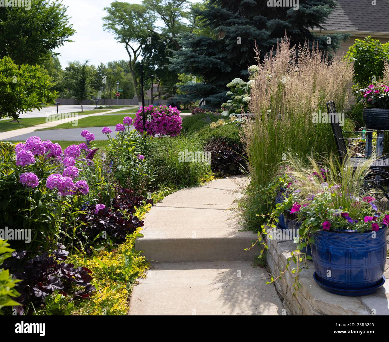 Karl Foerster Reed Grass, Calamagrostis, Grasses with their feathery ...