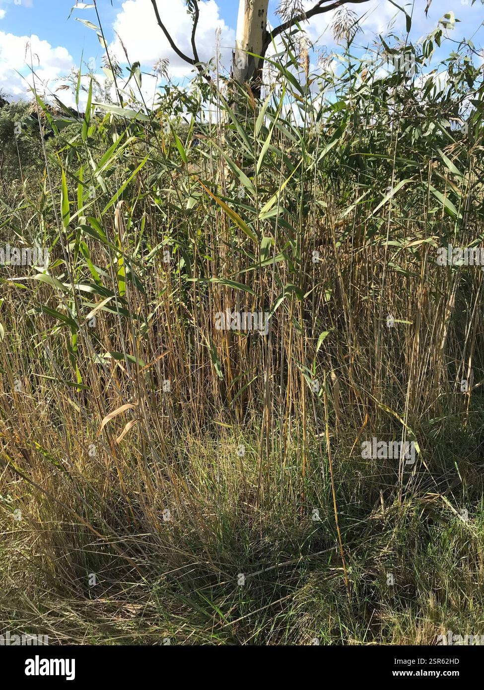 common reed (Phragmites australis), Plantae, Moonee Ponds Creek Trl ...