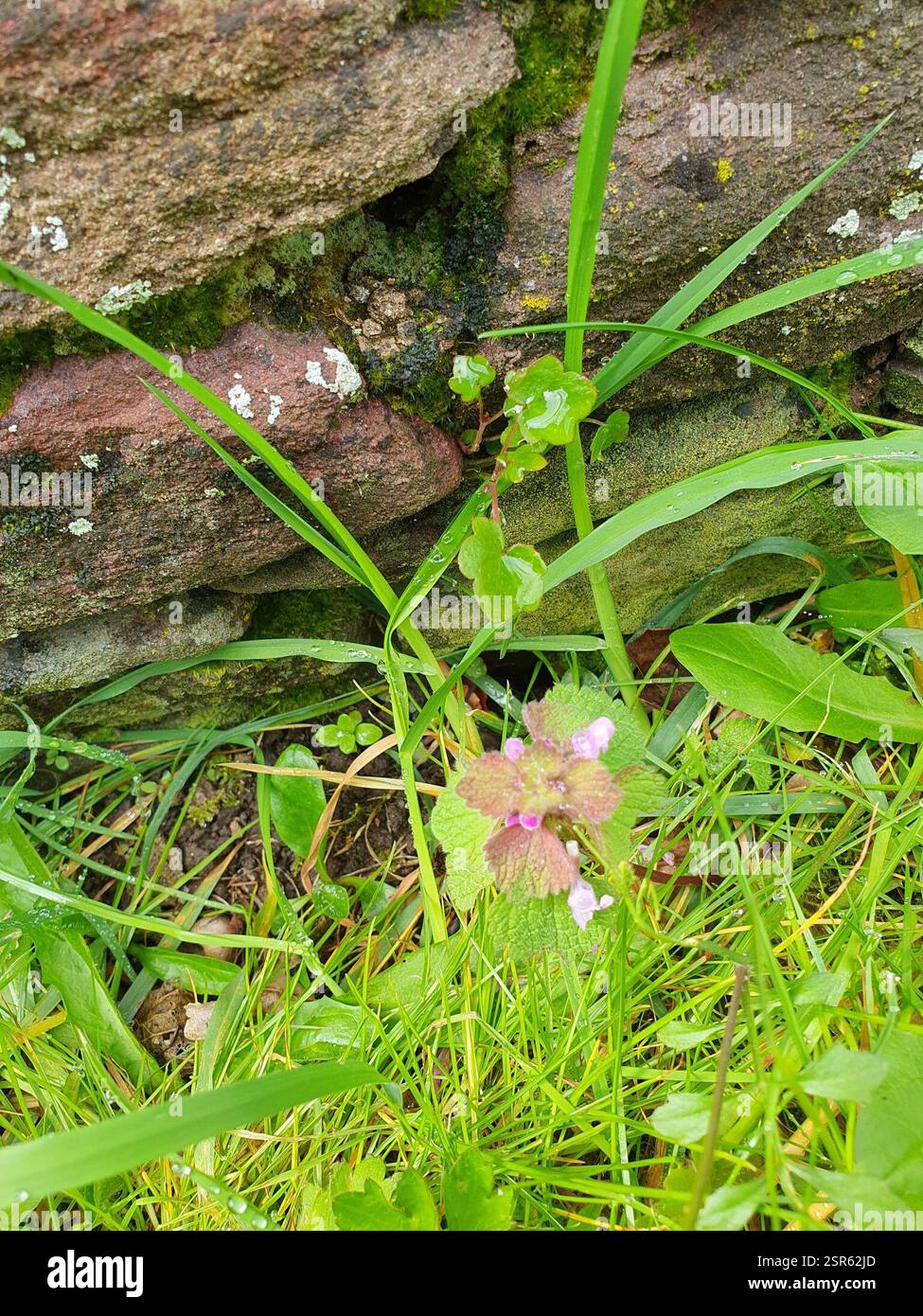 red deadnettle (Lamium purpureum), Plantae, Frampton Cotterell, Bristol ...