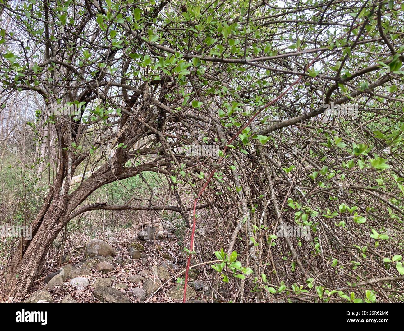 Acuminate tips hi-res stock photography and images - Alamy