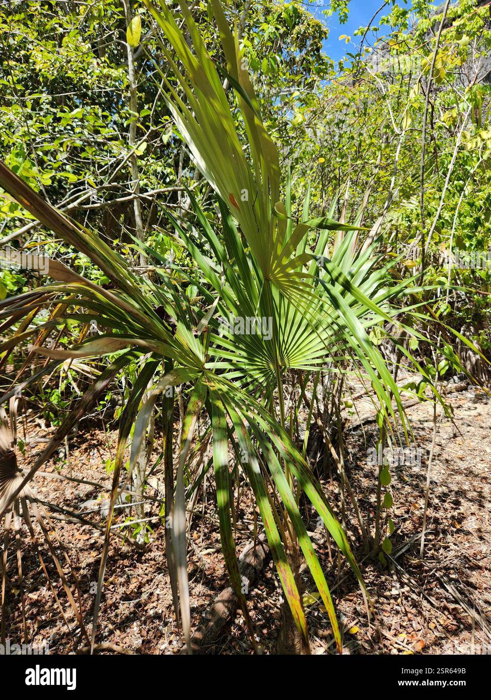 Cayman silver thatch palm (Coccothrinax proctorii), Plantae, 19. ...
