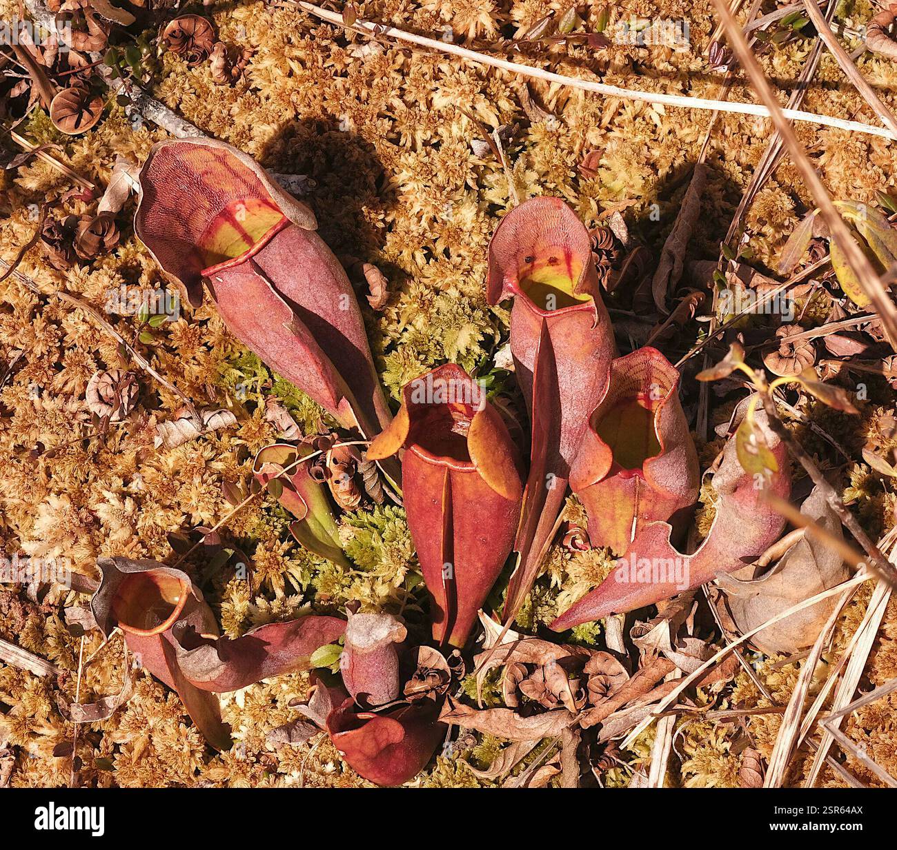 purple pitcher plant (Sarracenia purpurea), Plantae, Tiverton, NS ...