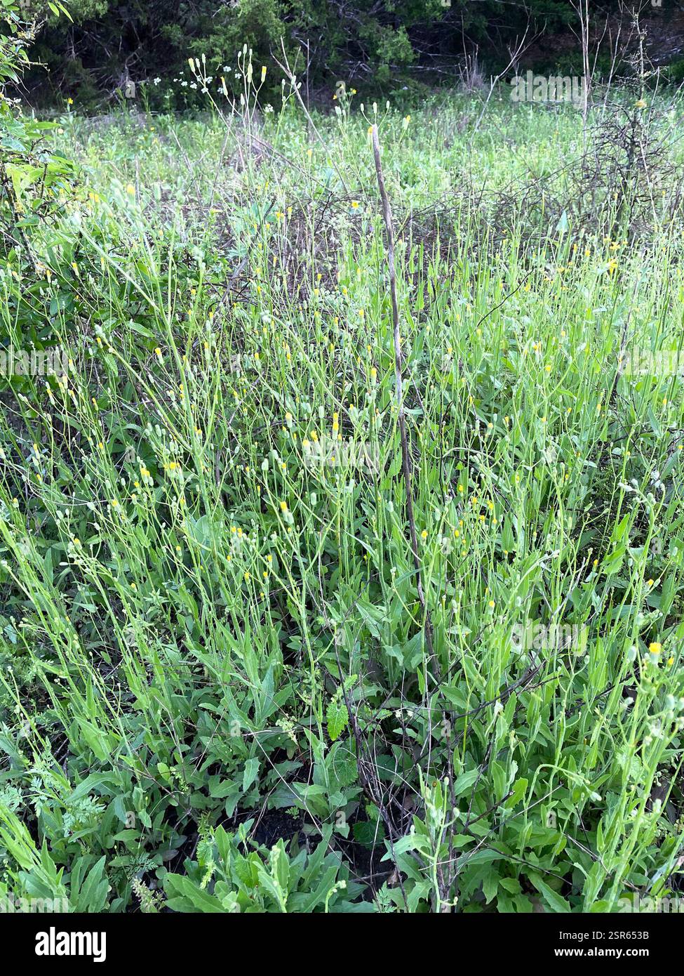 Small-flower Hawk's-beard (Crepis pulchra), Plantae, Temple, TX, US ...