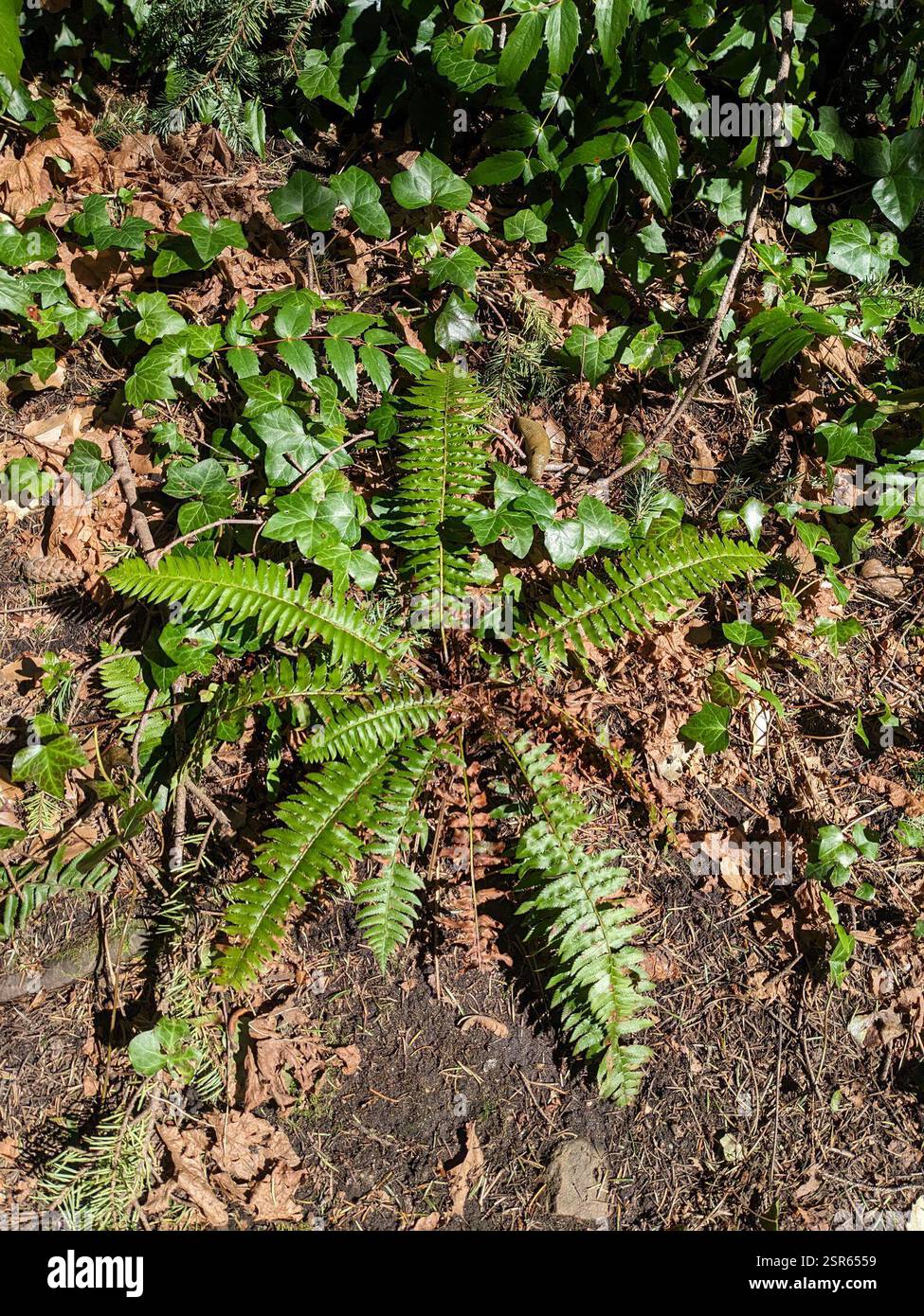 western sword fern (Polystichum munitum), Plantae, Capital, British ...