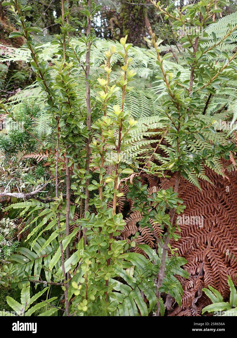 Swamp Mapou (Myrsine coxii), Plantae, Waitangi, NZ-CI, NZ, Part of ...