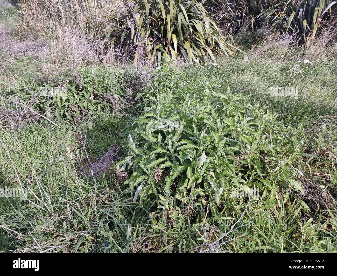 Cutleaf burnweed (Senecio glomeratus), Plantae, Southshore ...