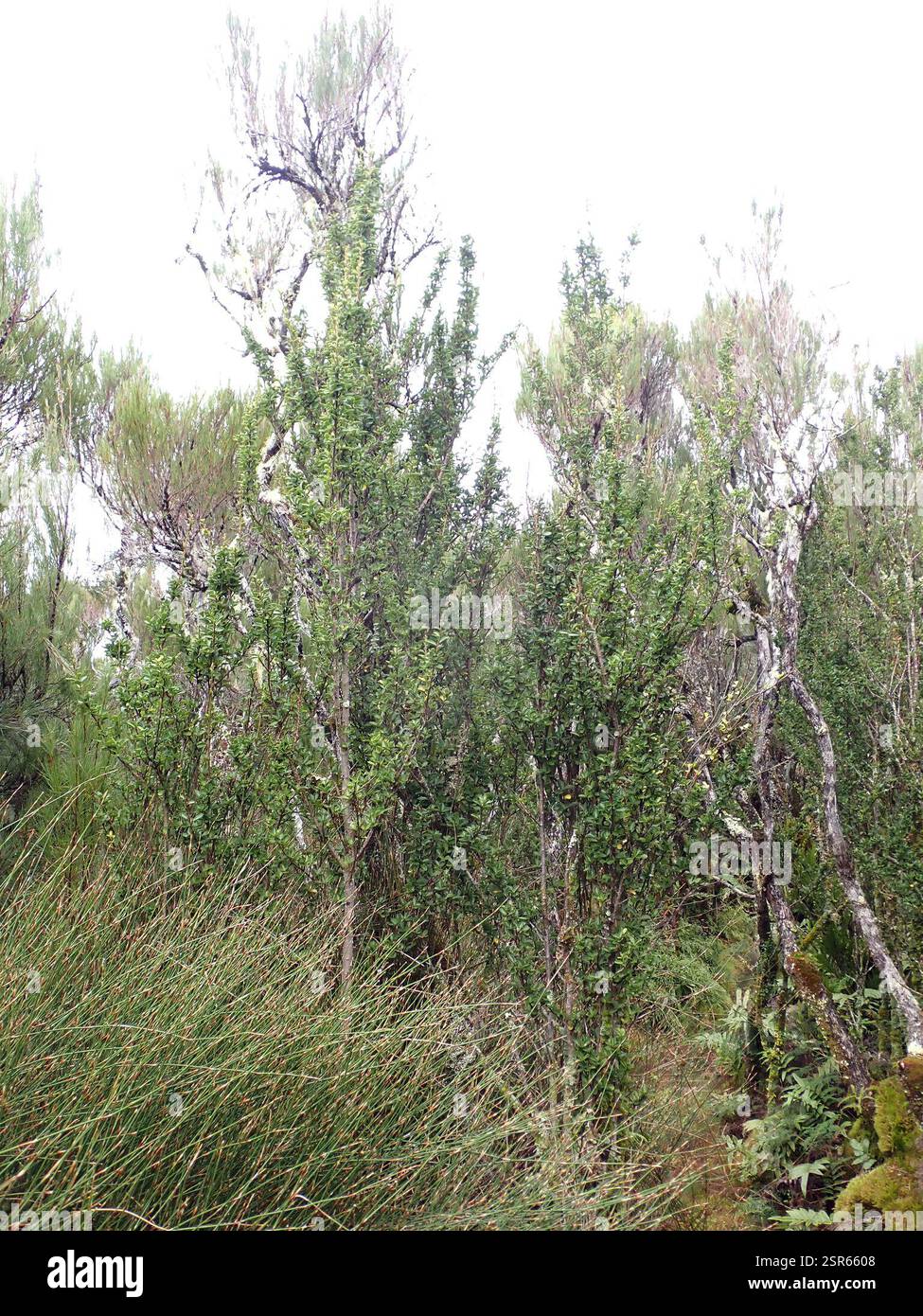 Swamp Mapou (Myrsine coxii), Plantae, Waitangi, NZ-CI, NZ, Common along ...