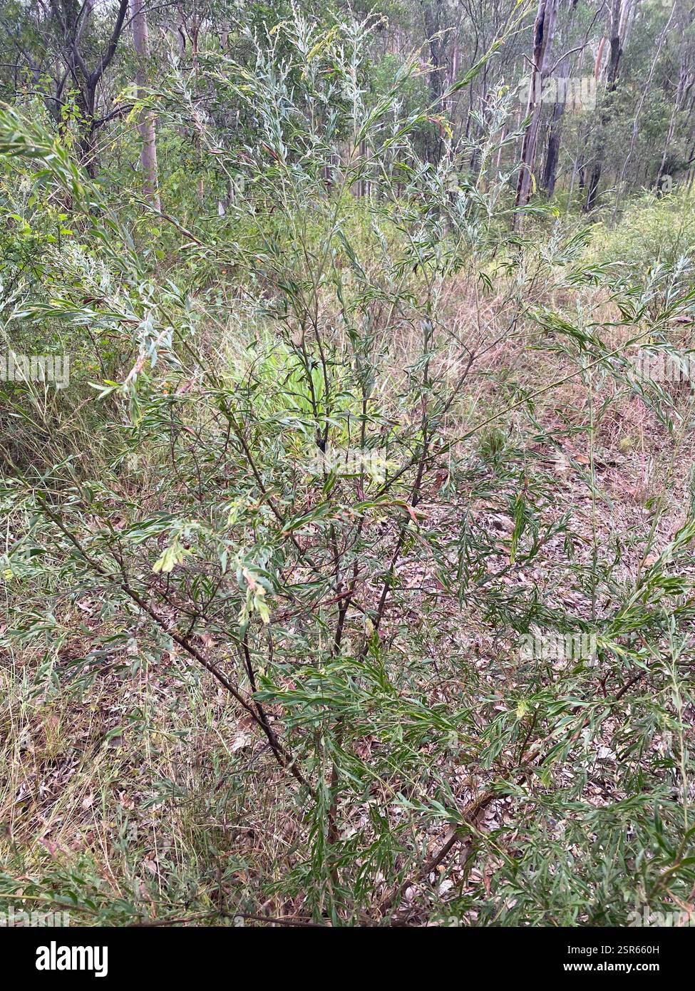 Brisbane wattle (Acacia fimbriata), Plantae, Saint Peters Downfall ...