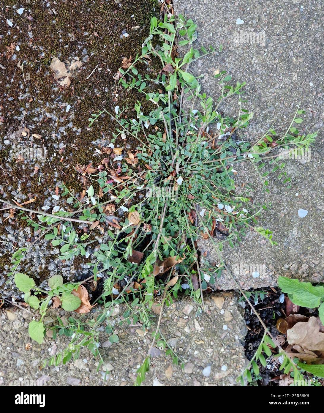Hairy tare (Vicia hirsuta), Plantae, Broomhall, Sheffield, UK, Hairy ...