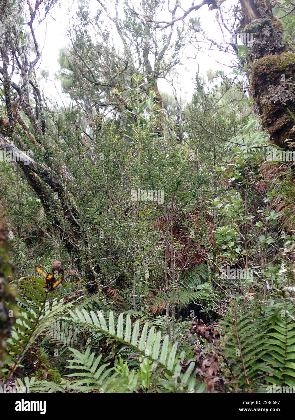 Swamp Mapou (Myrsine coxii), Plantae, Waitangi, NZ-CI, NZ, Common in ...