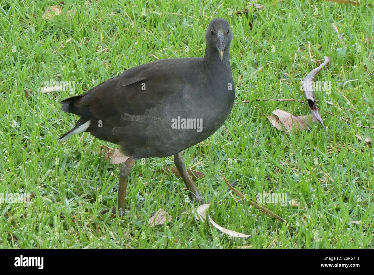 Dusky Moorhen (Gallinula tenebrosa), Aves, Toowoomba QLD, Australia ...