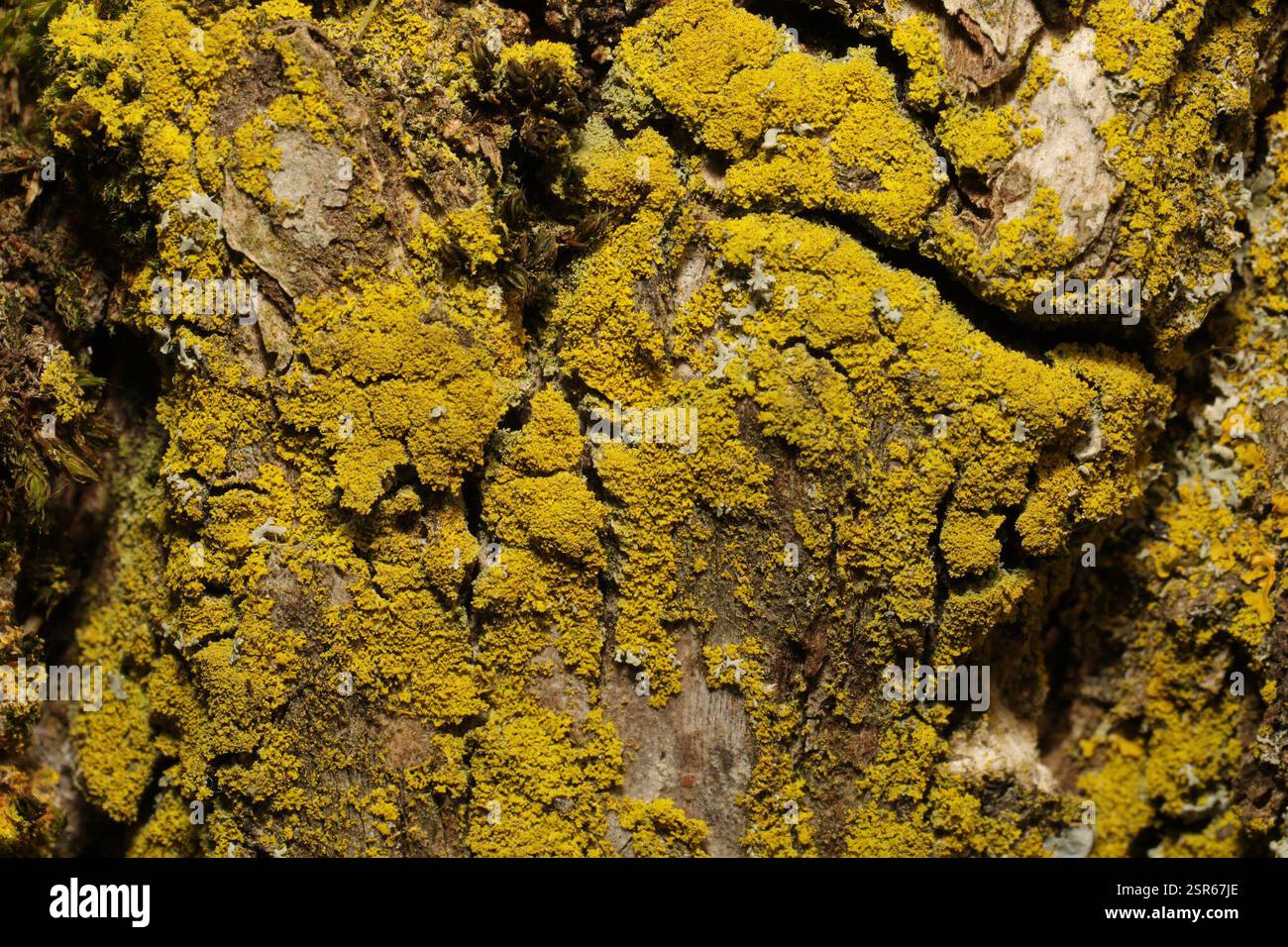 Candleflame Lichen (Candelaria concolor), Fungi, Pennington Flash C.P ...