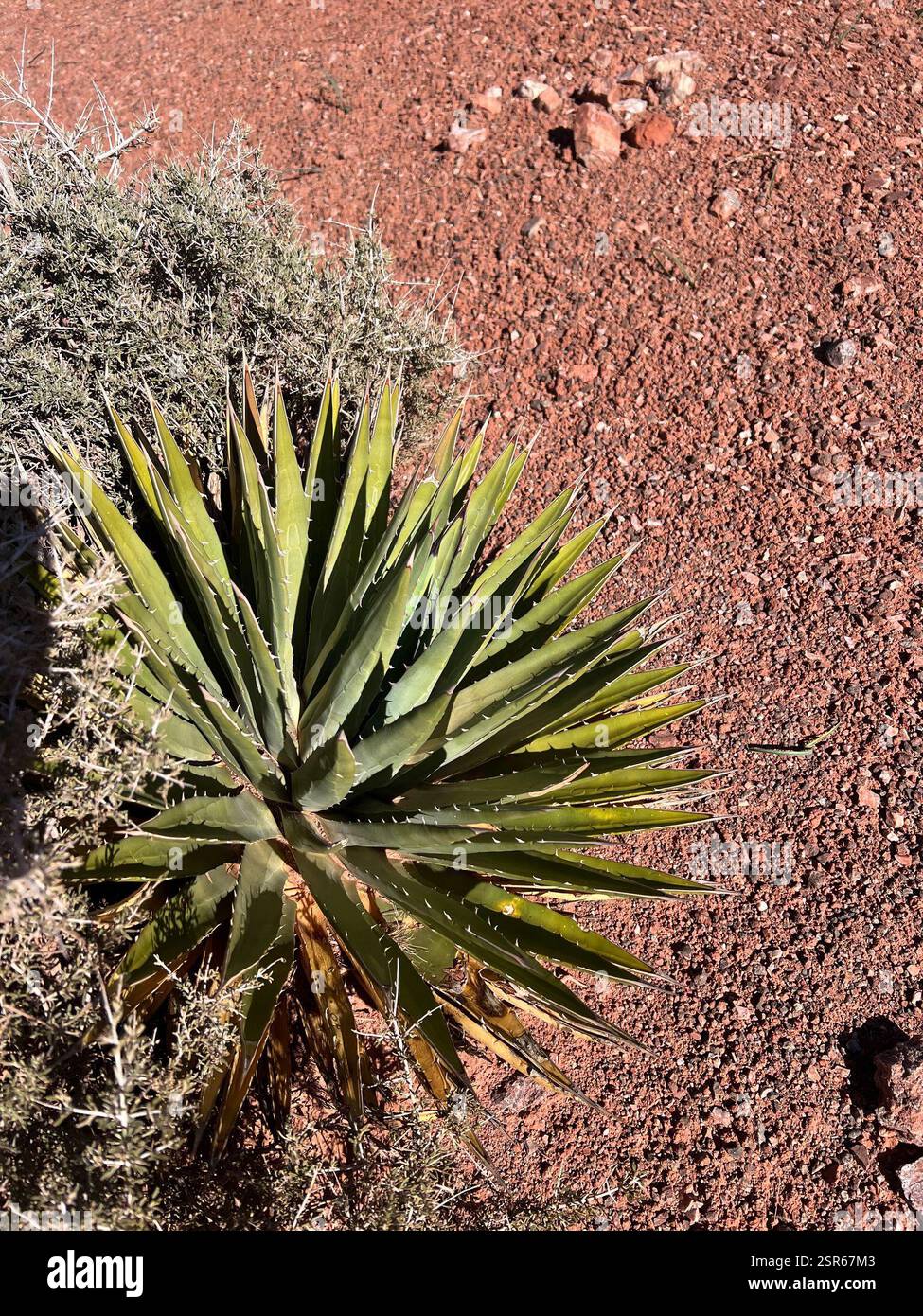 Utah Agave (Agave utahensis), Plantae, Grand Canyon, Grand Canyon ...