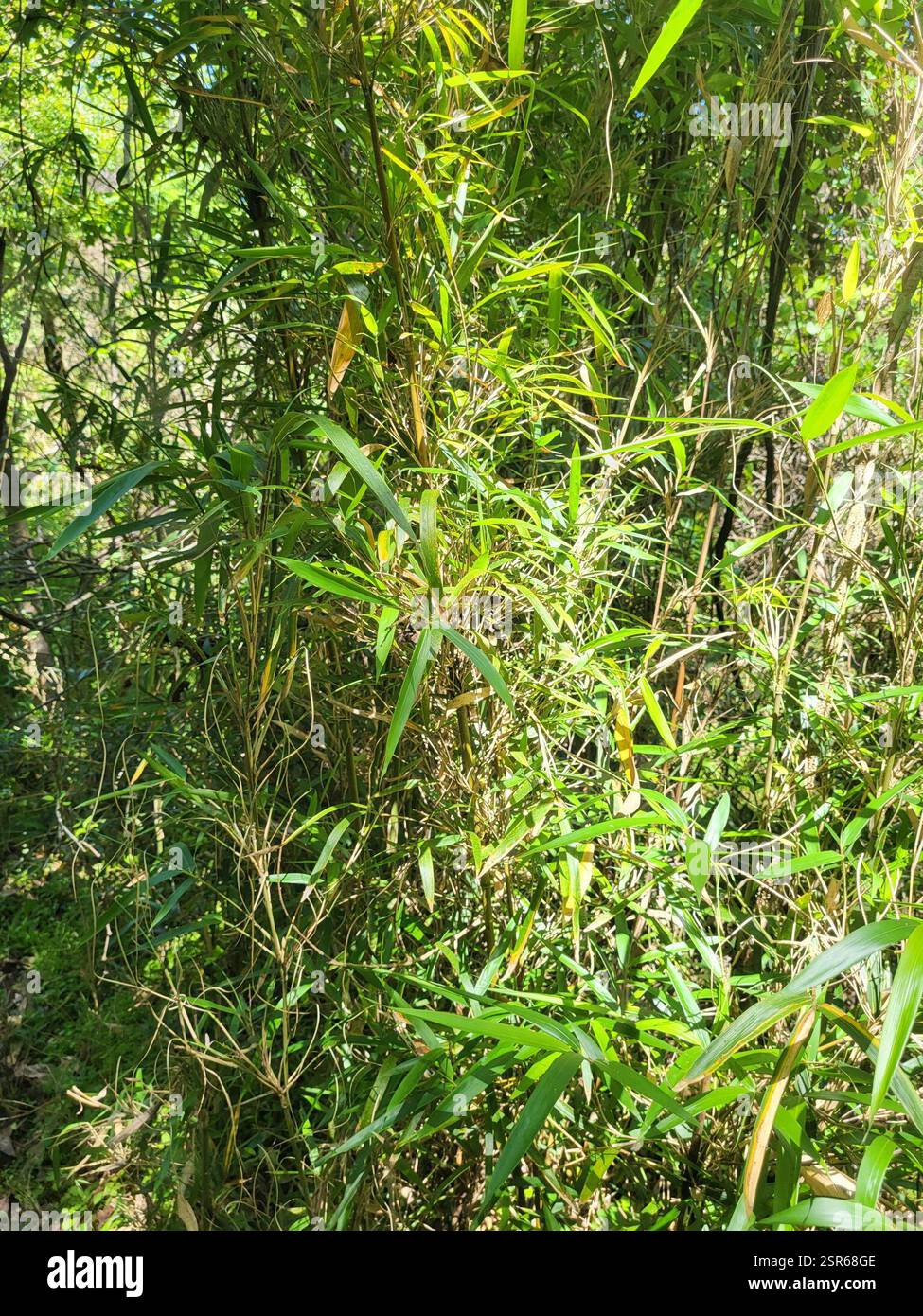 river cane (Arundinaria gigantea), Plantae, Lacombe, LA 70445, USA Stock Photo - Alamy