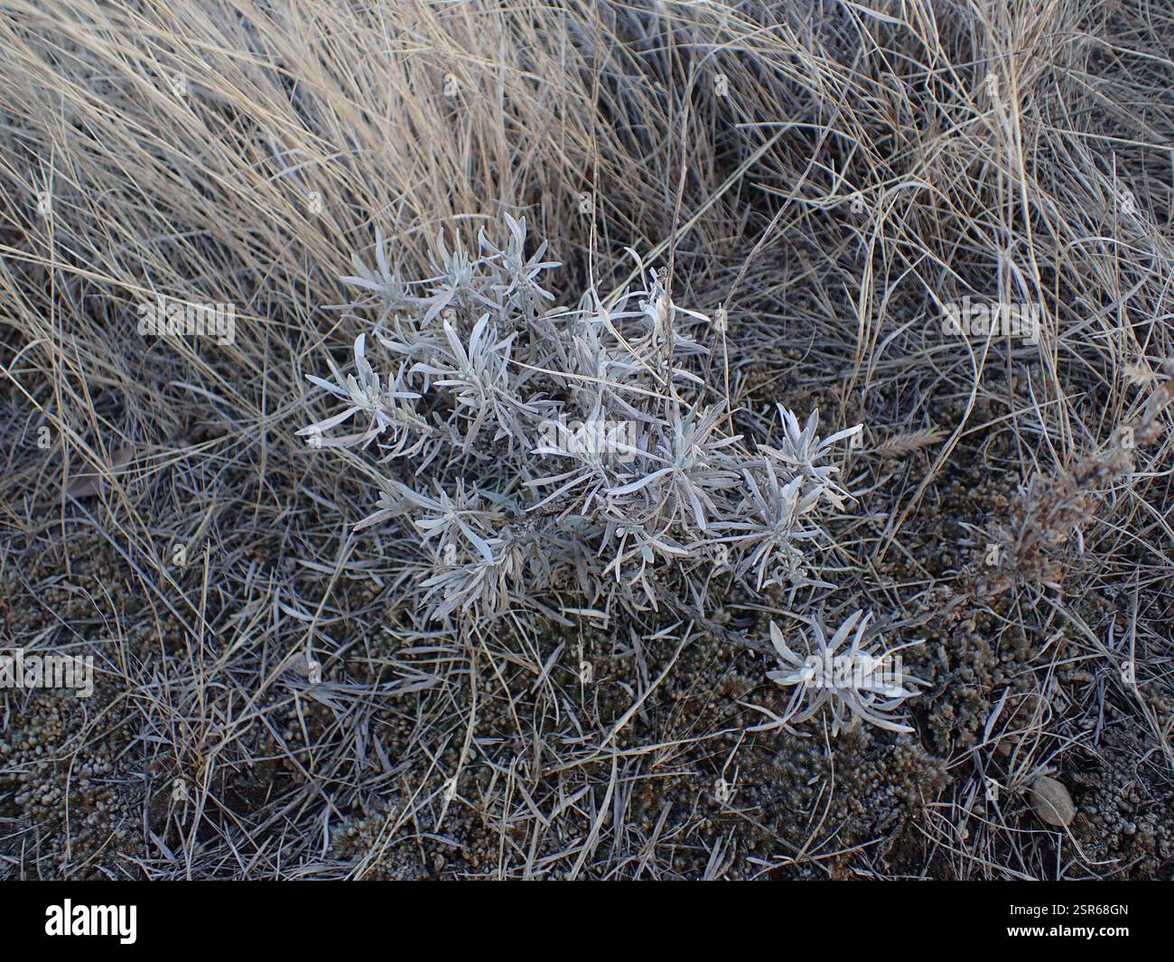 Silver Sagebrush (Artemisia cana), Plantae, Newell County No. 4, AB T0J ...