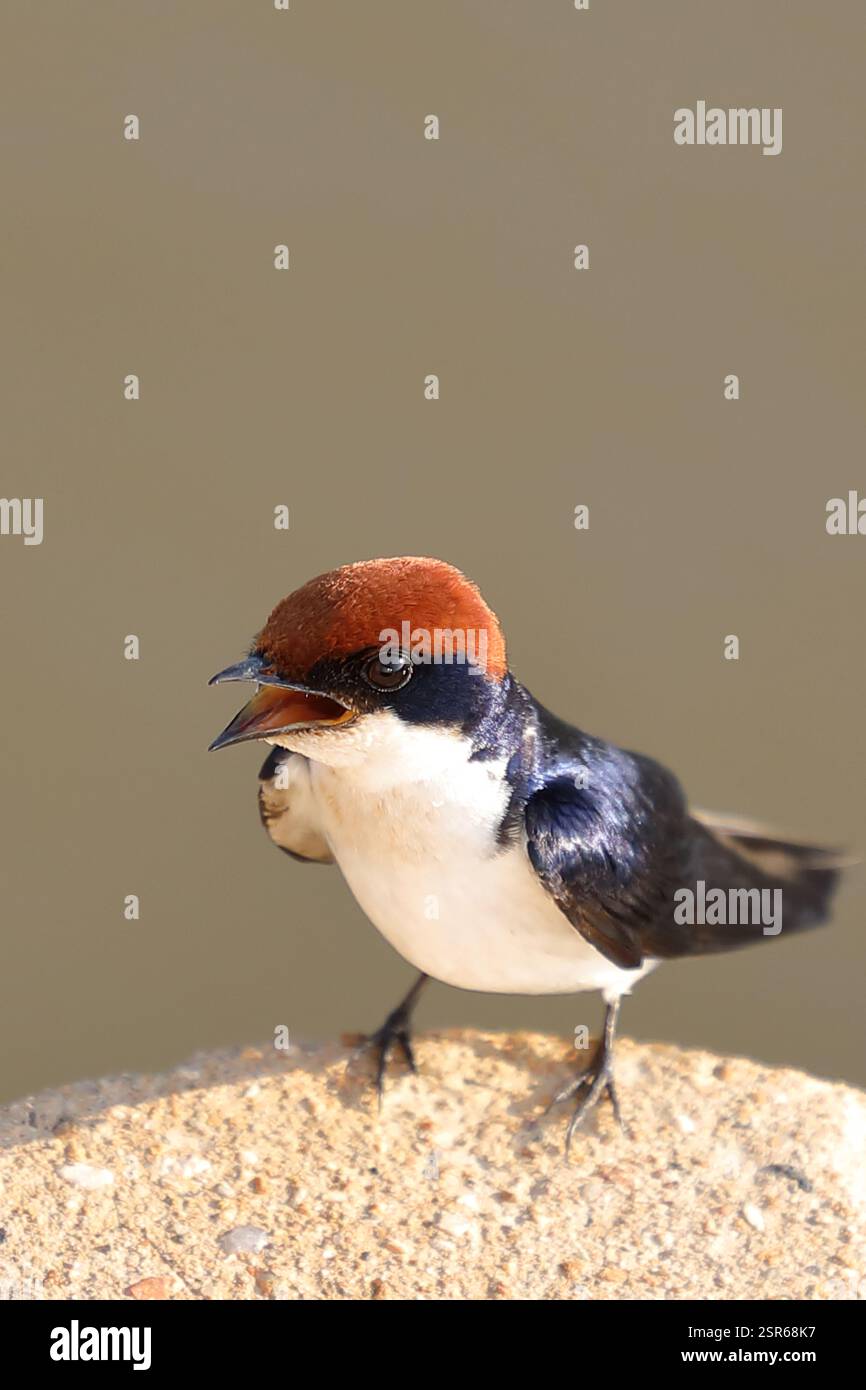 Rotkappenschwalbe / Wire-tailed swallow / Hirundo smithii Stock Photo ...