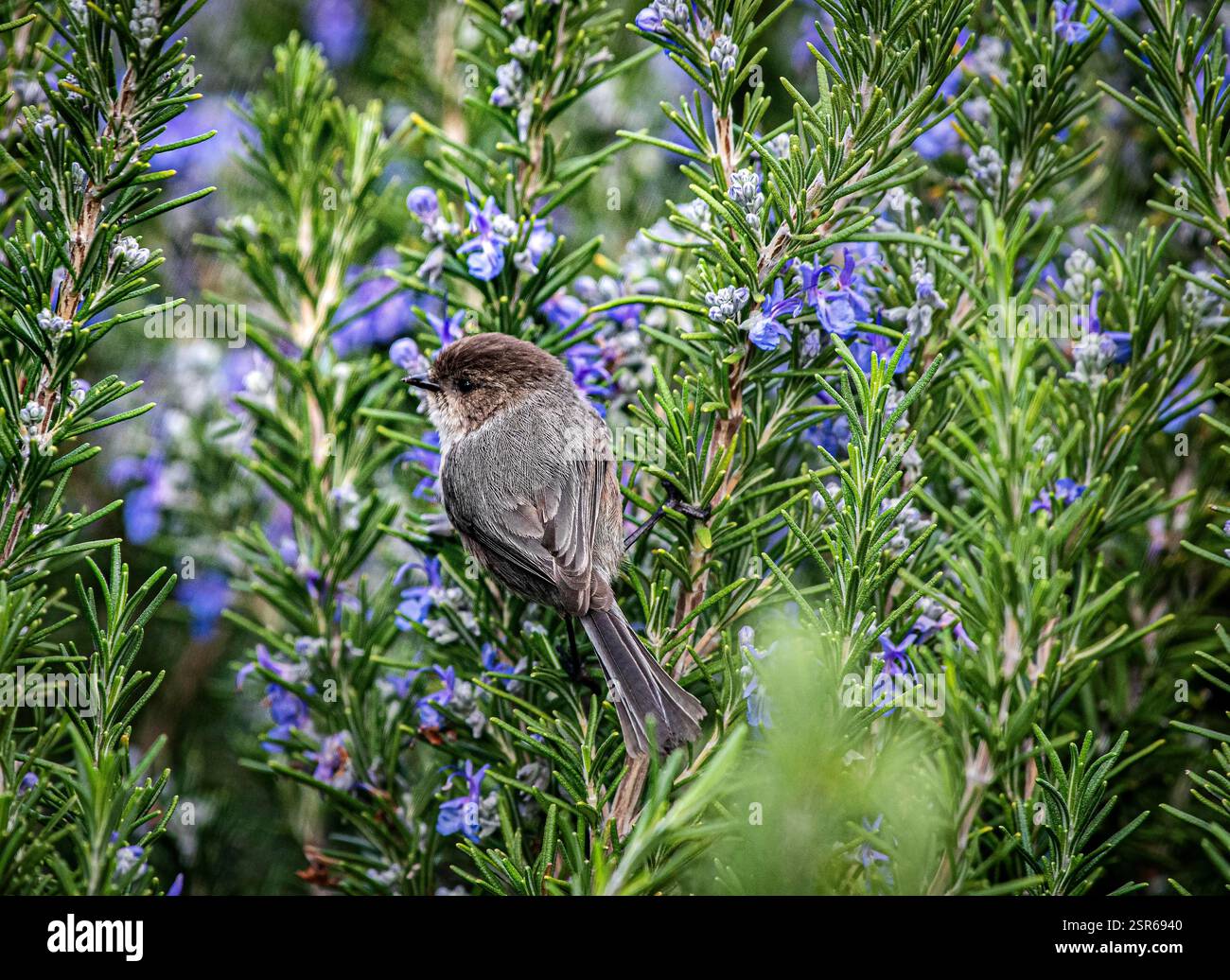 Placentia, USA. 14th Feb, 2025. A Bushtit looks for food on a rosemary ...