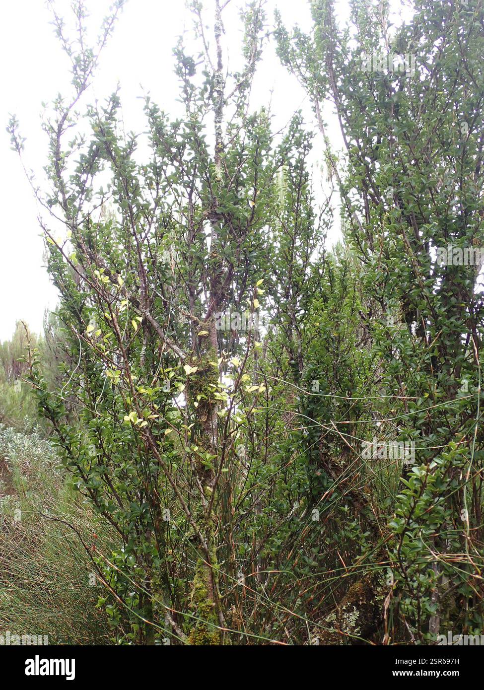 Swamp Mapou (Myrsine coxii), Plantae, Waitangi, NZ-CI, NZ, Common along ...