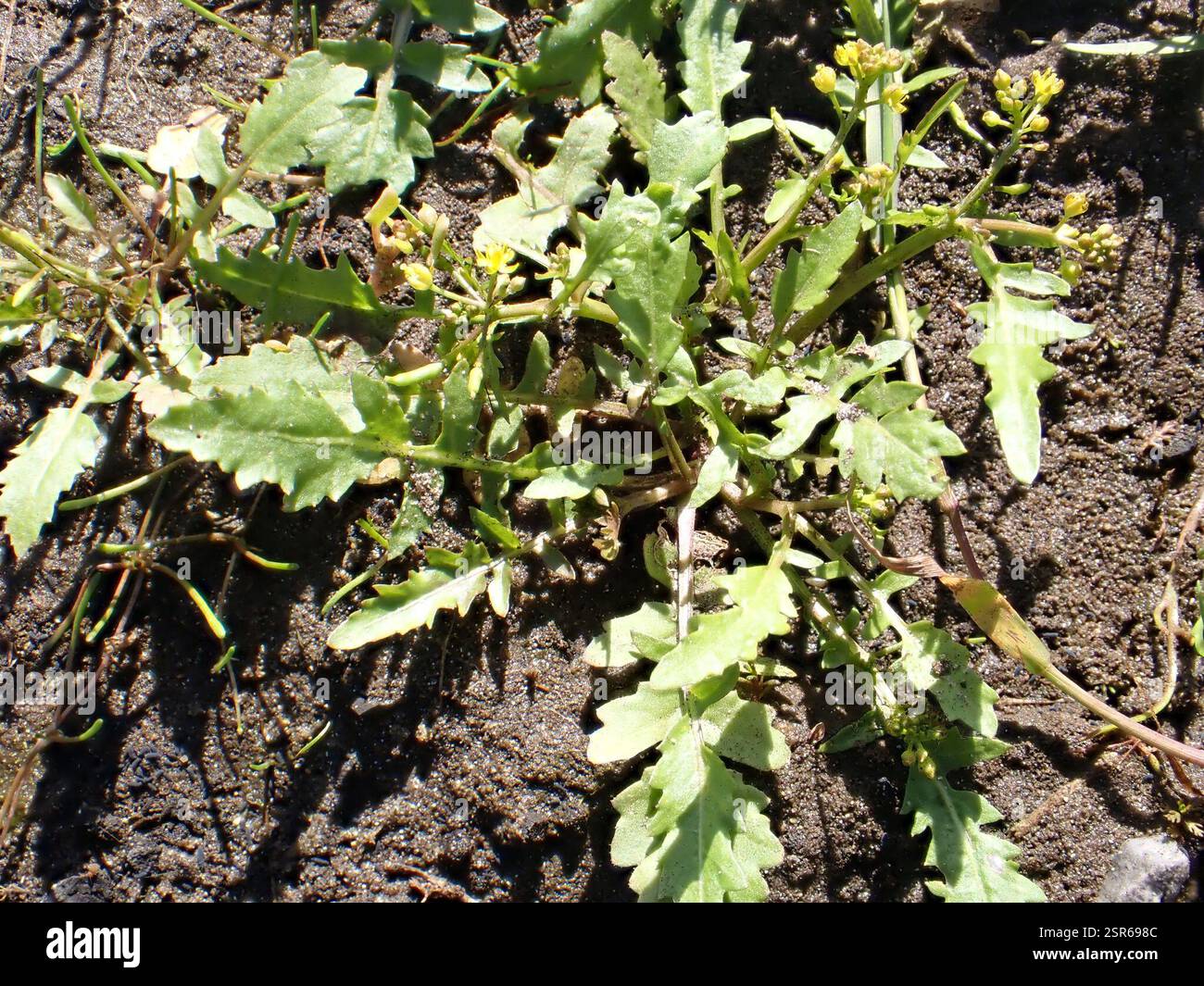Bog Yellowcress (Rorippa palustris), Plantae, Chatham Islands, Rekohu ...