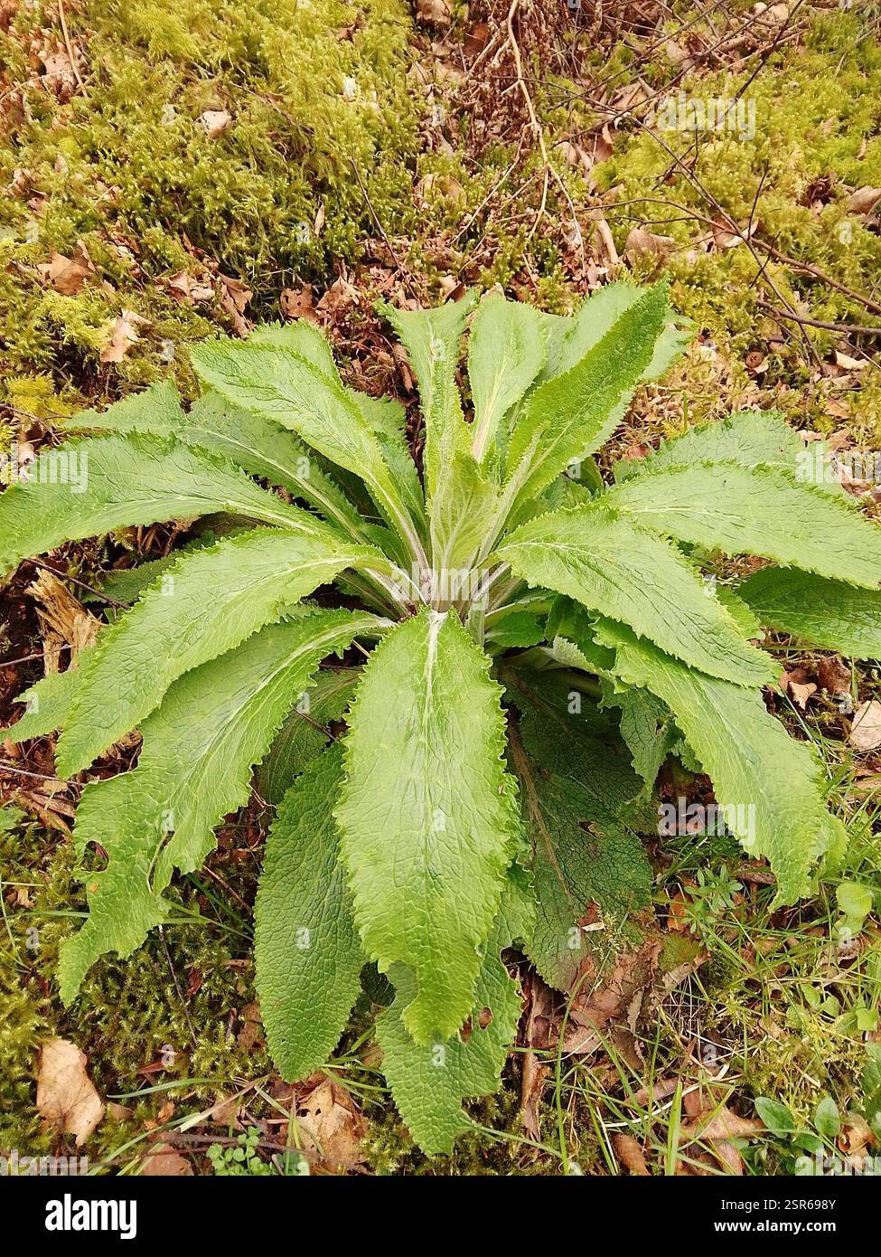 purple foxglove (Digitalis purpurea), Plantae, Milnathort, Kinross KY13 ...