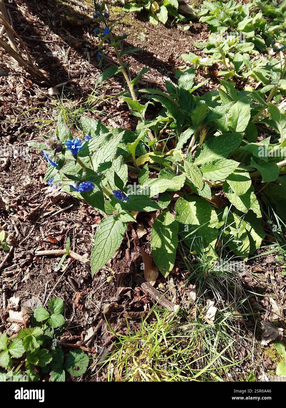 Green Alkanet (Pentaglottis sempervirens), Plantae, Balgreen Road ...