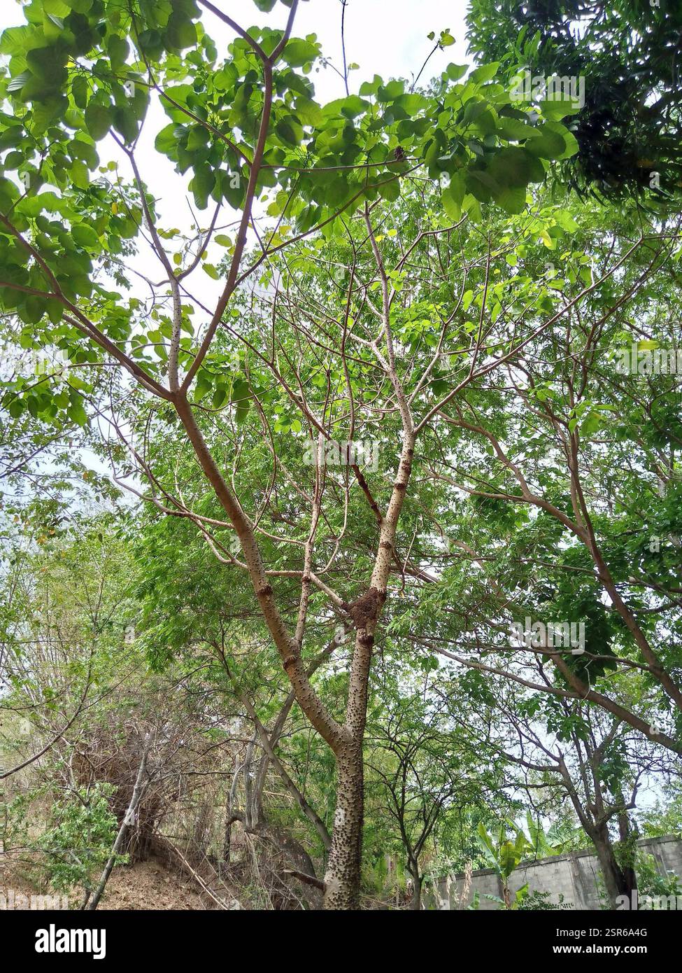 Sandbox Tree (Hura crepitans), Plantae, 362V+3PJ, Guanare 3350 ...