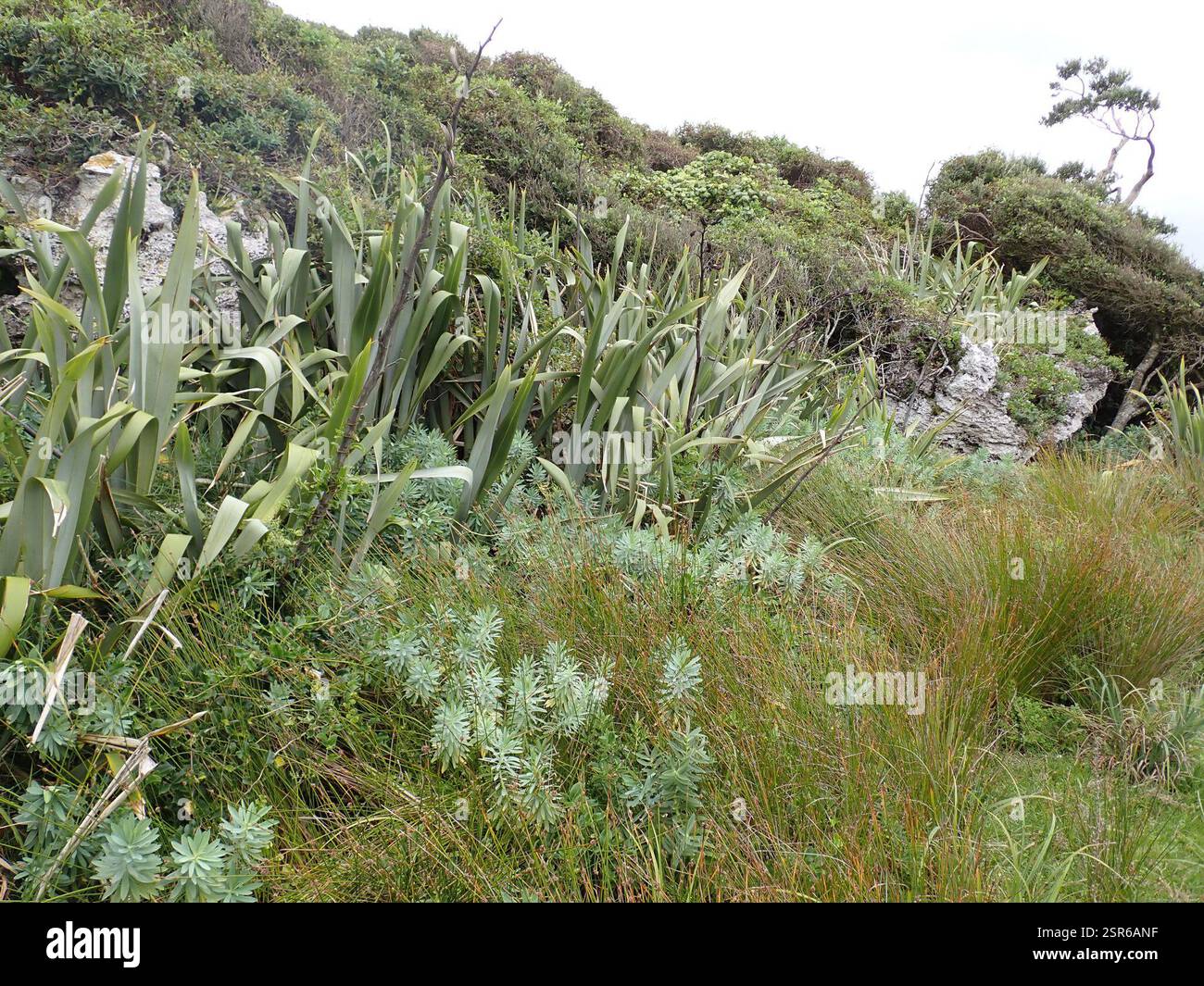 Shore Spurge (Euphorbia glauca), Plantae, Chatham Islands, Rekohu ...