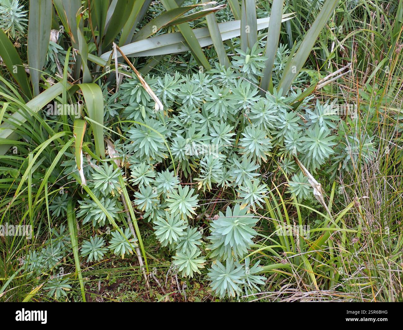Shore Spurge (Euphorbia glauca), Plantae, Chatham Islands, Rekohu ...