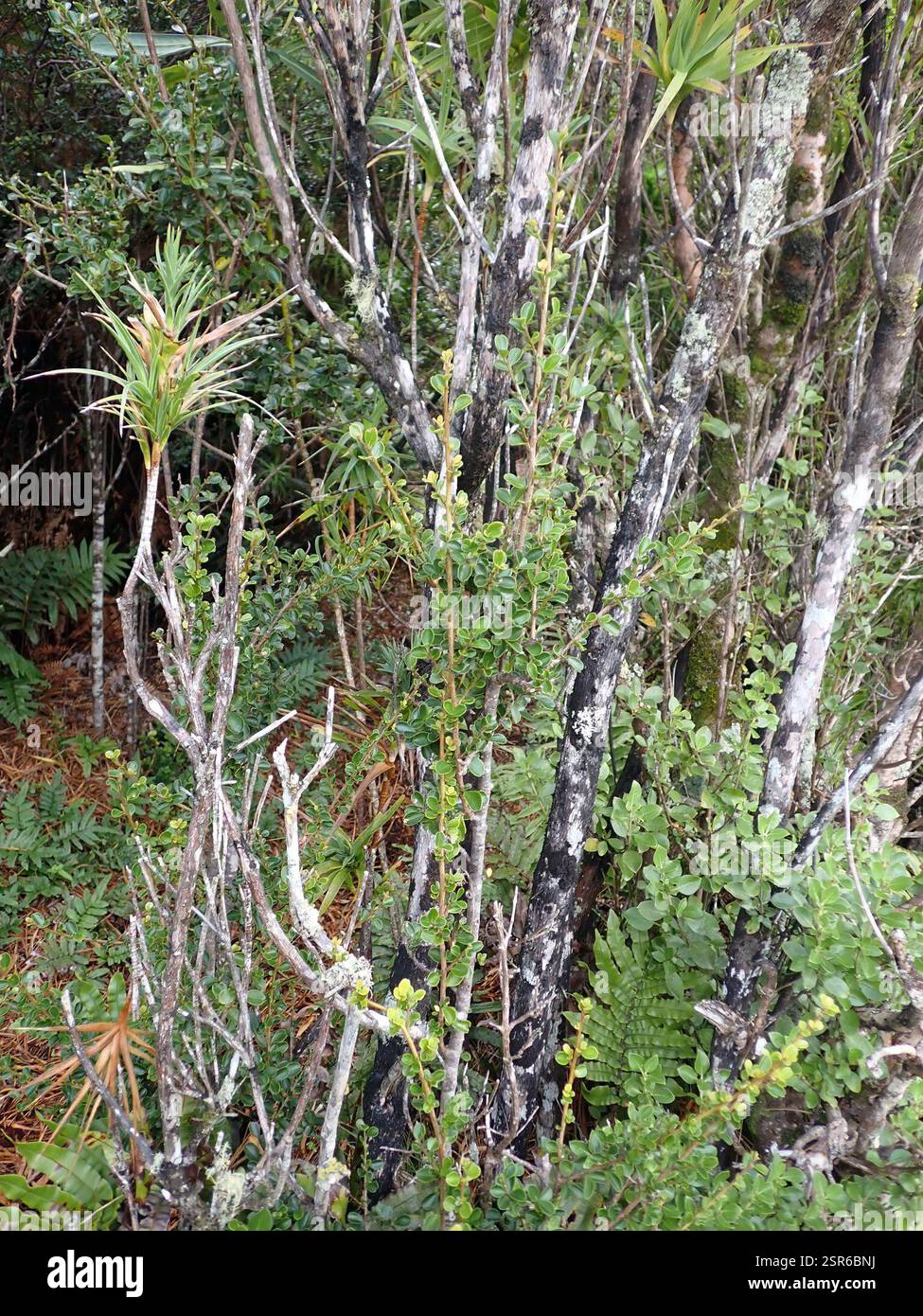 Swamp Mapou (Myrsine coxii), Plantae, Waitangi, NZ-CI, NZ, Common on ...