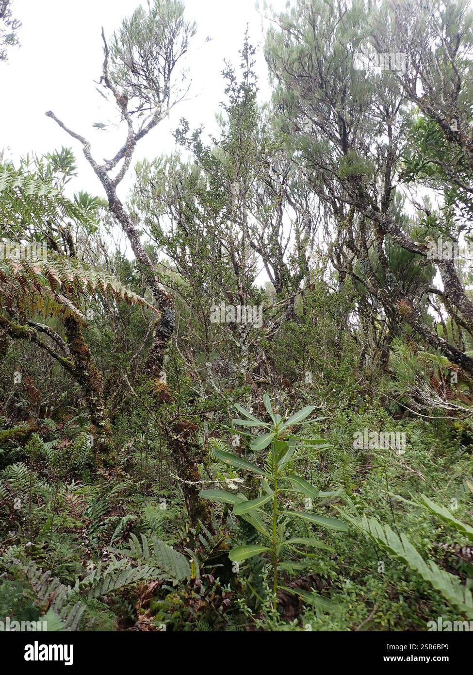 Swamp Mapou (Myrsine coxii), Plantae, Waitangi, NZ-CI, NZ, Common in ...
