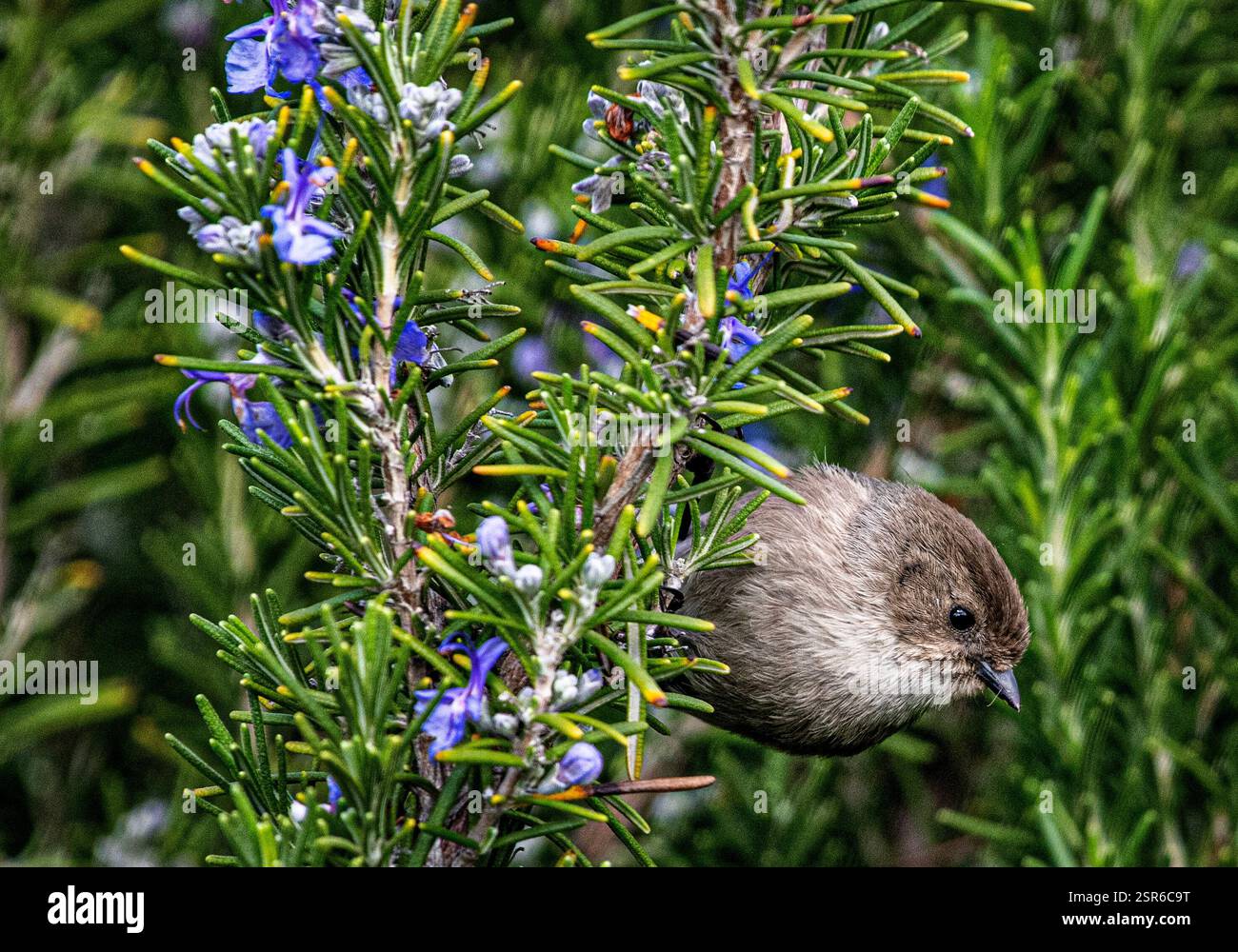 Placentia, USA. 14th Feb, 2025. A Bushtit looks for food on a rosemary ...