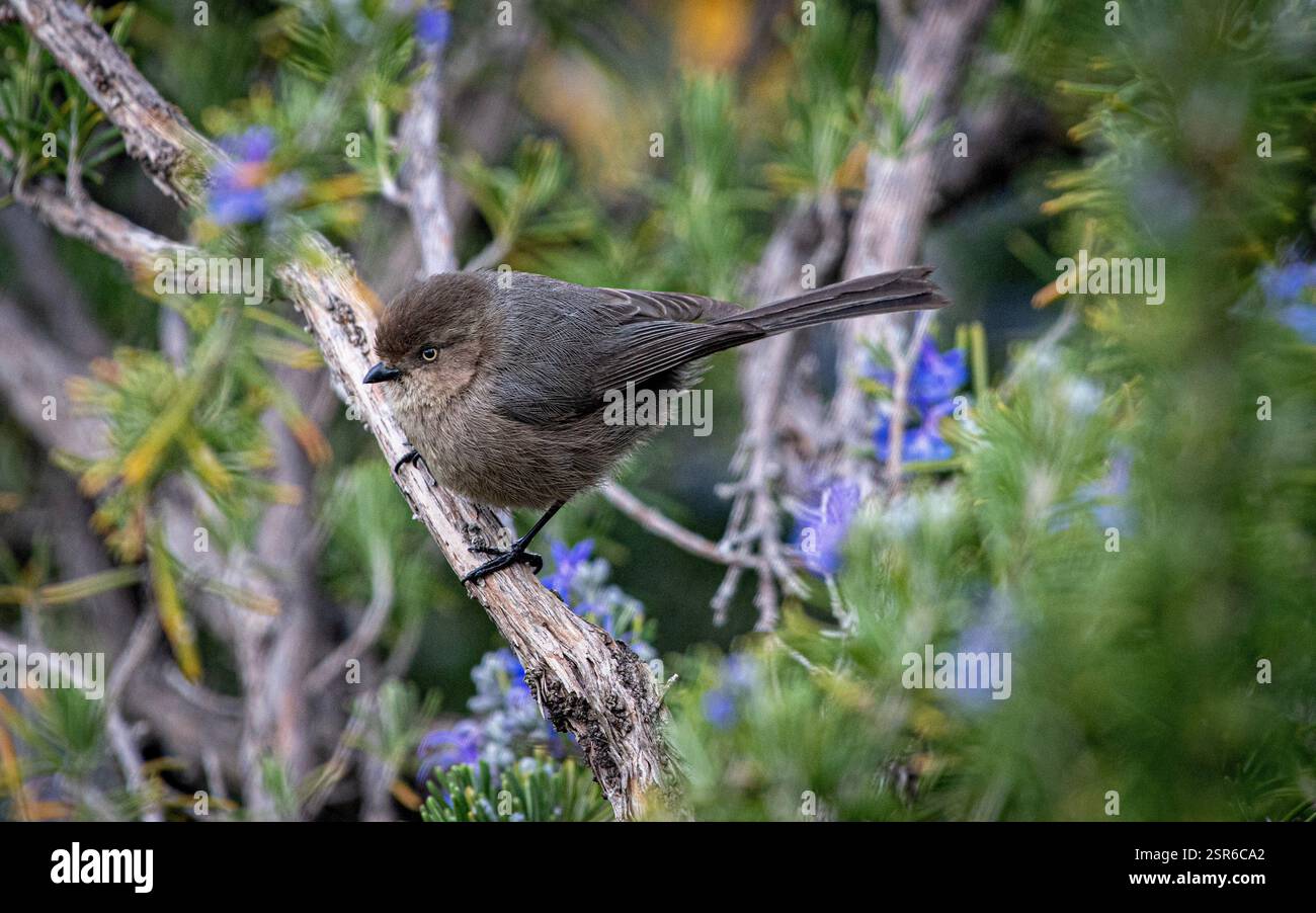 Placentia, USA. 14th Feb, 2025. A Bushtit looks for food on a rosemary ...