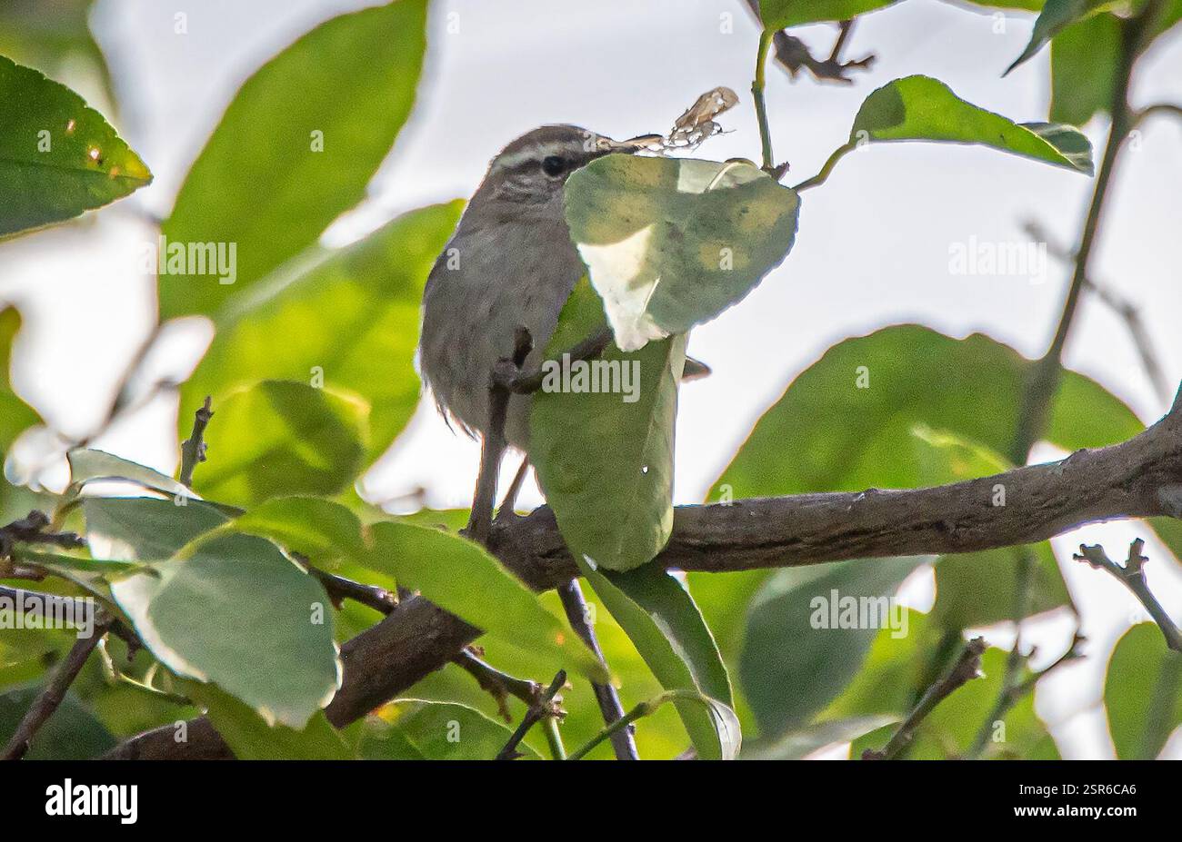 Placentia, USA. 14th Feb, 2025. A Bewick's Wren, perched in a lemon ...