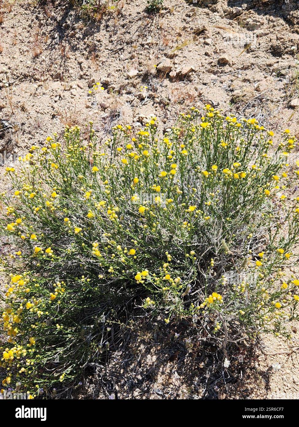 Rayless Goldenhead (Acamptopappus sphaerocephalus), Plantae, Palm ...