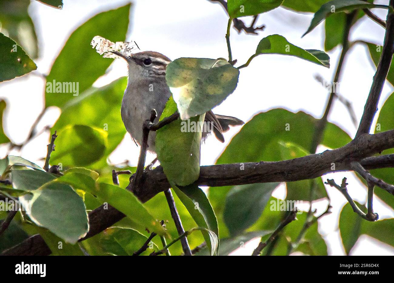 Placentia, USA. 14th Feb, 2025. A Bewick's Wren, perched in a lemon ...
