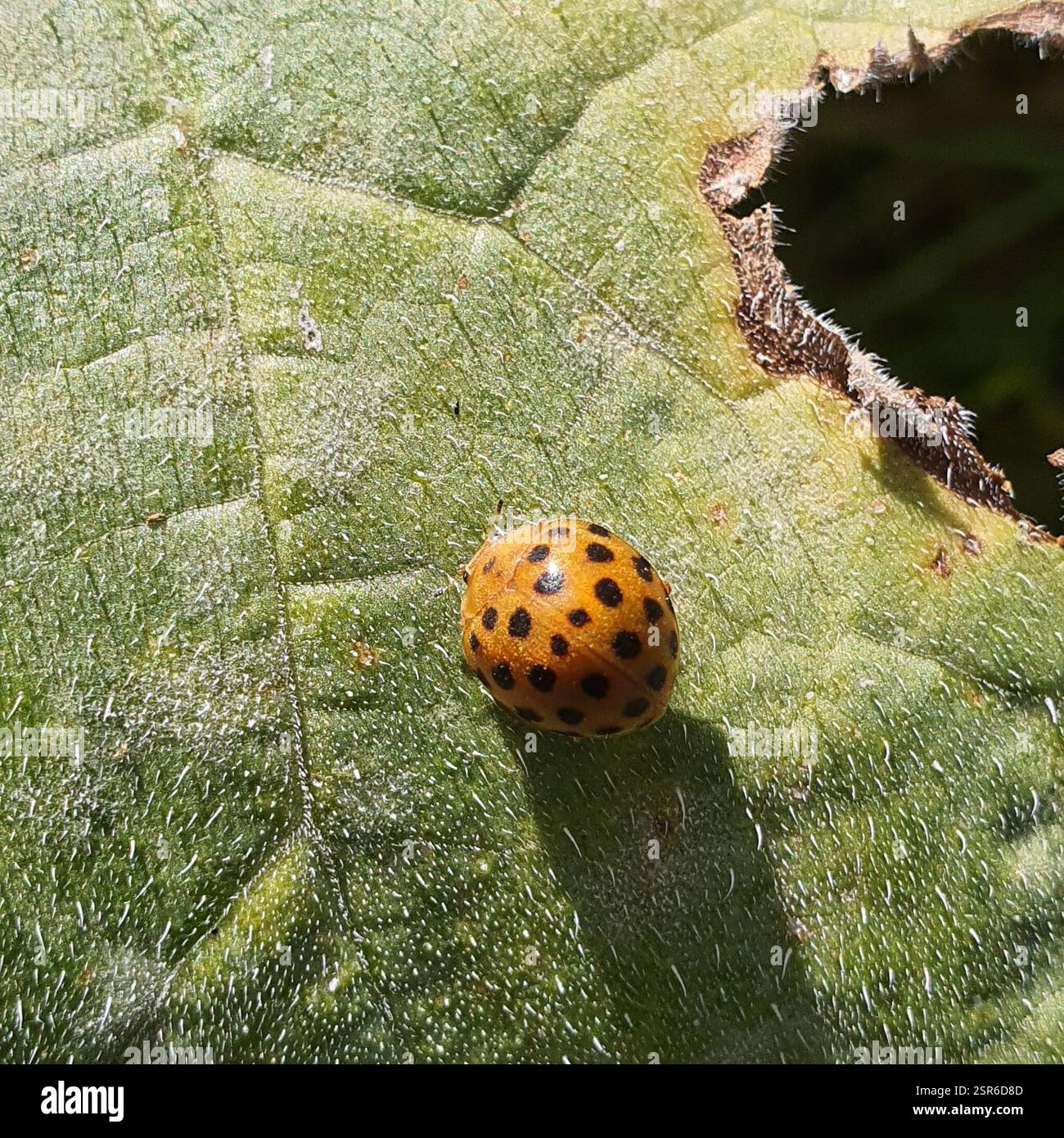 (Henosepilachna sumbana), Insecta, Australian Capital Territory, AU ...