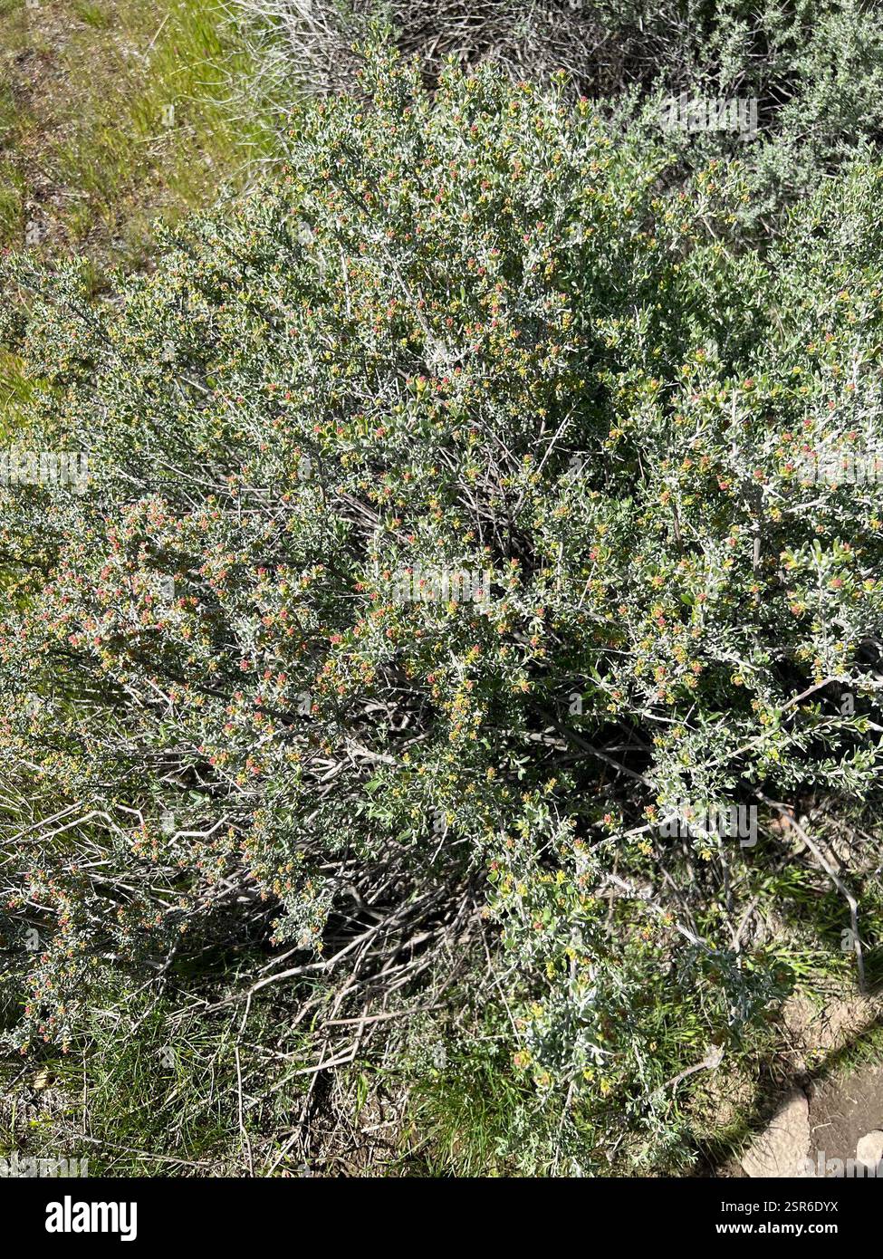 Hopsage (Grayia spinosa), Plantae, Grant County, WA, USA Stock Photo ...