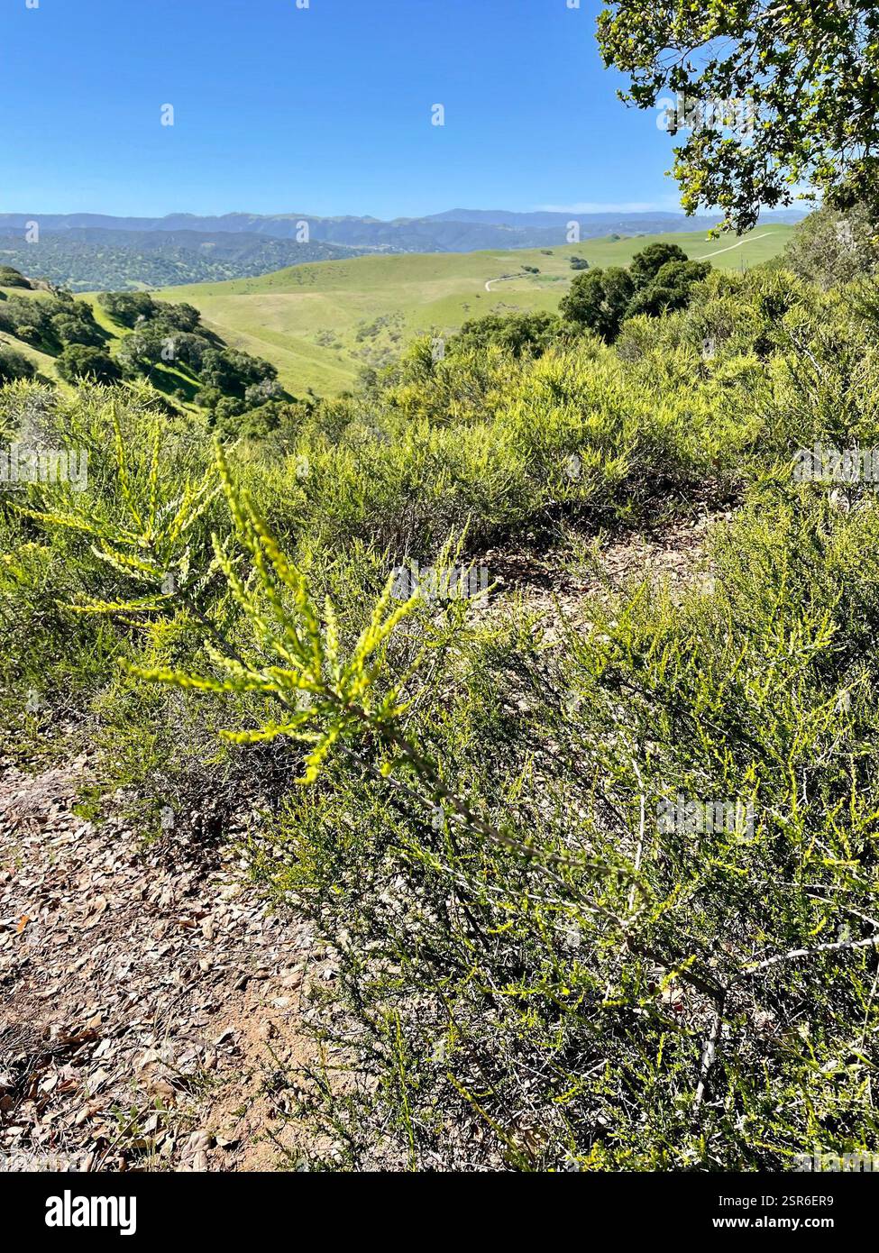 chamise (Adenostoma fasciculatum), Plantae, Fort Ord National Monument ...