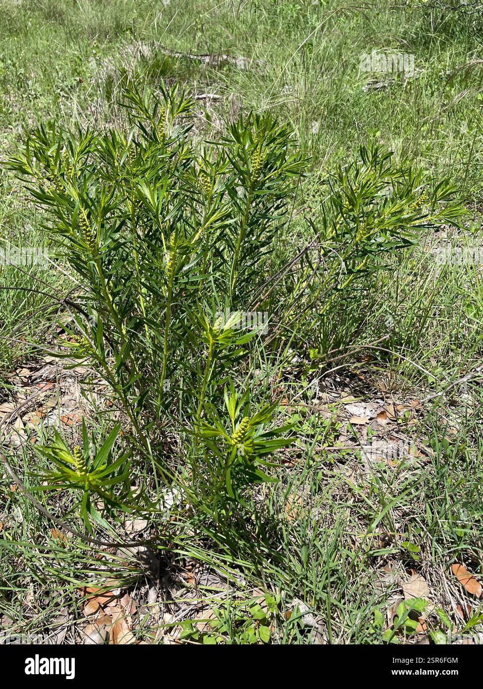 Texas Stillingia (Stillingia texana), Plantae, Guadalupe River State ...