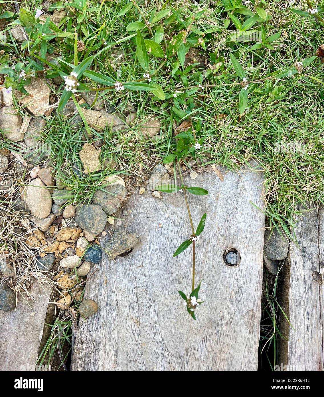 Woodland false buttonweed (Spermacoce remota), Plantae, Darien, PA ...