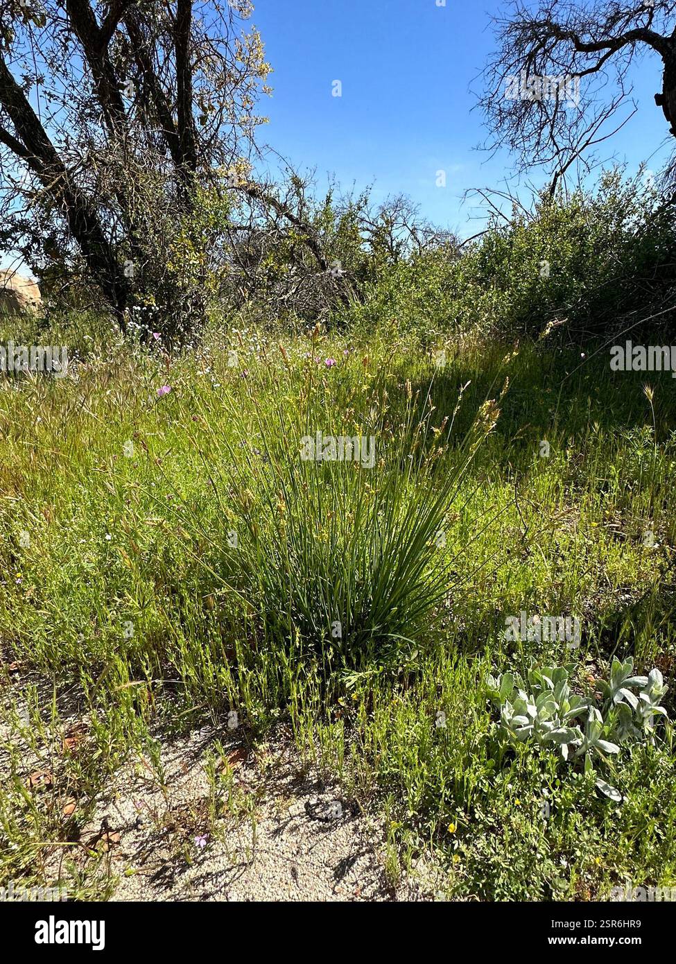trigonous sedge (Carex triquetra), Plantae, Santa Rosa Plateau ...