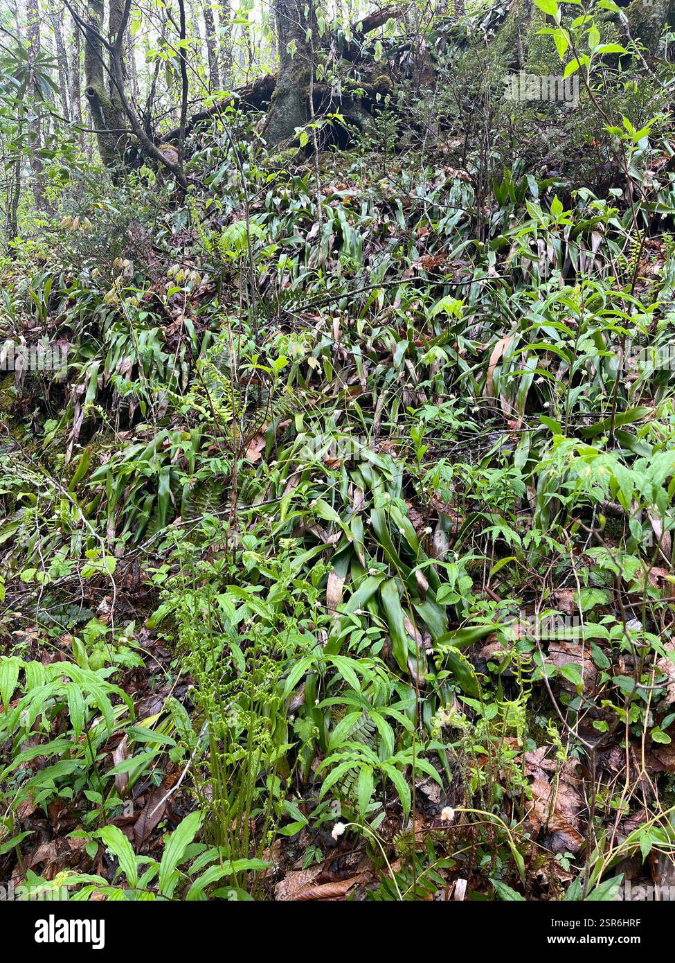 Fraser's Sedge (Carex fraseriana), Plantae, North Carolina, US Stock ...