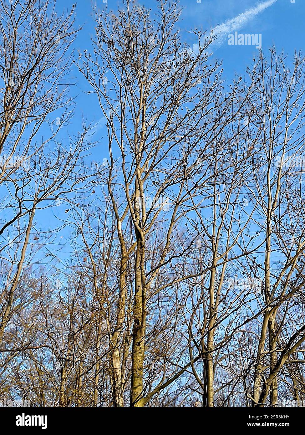 vascular plants (Tracheophyta), Plantae, Mequon, WI, USA, Large amount ...