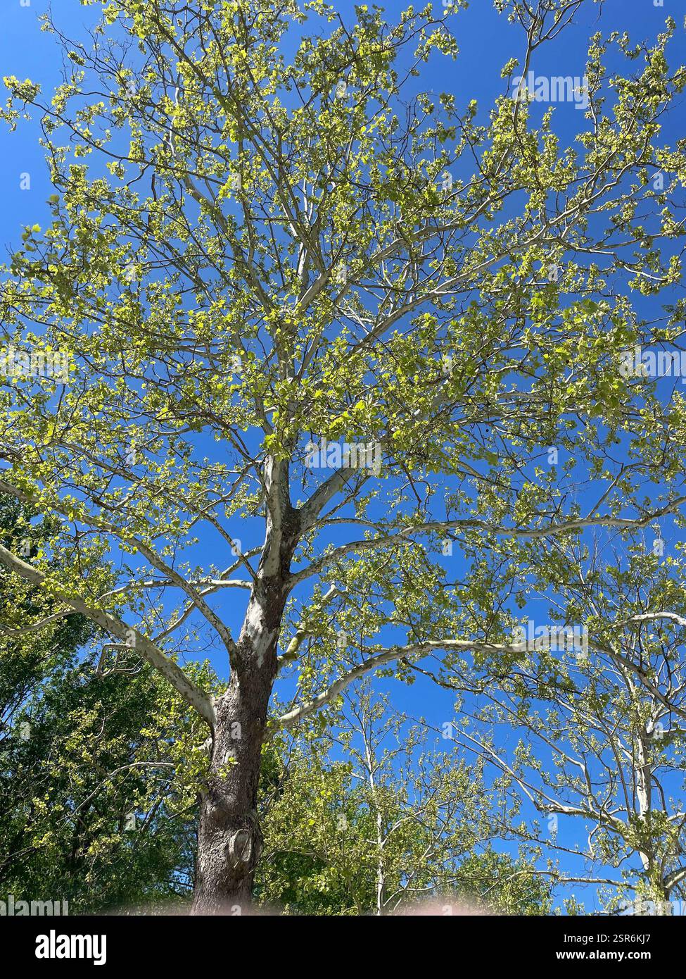 American sycamore (Platanus occidentalis), Plantae, American Revolution ...