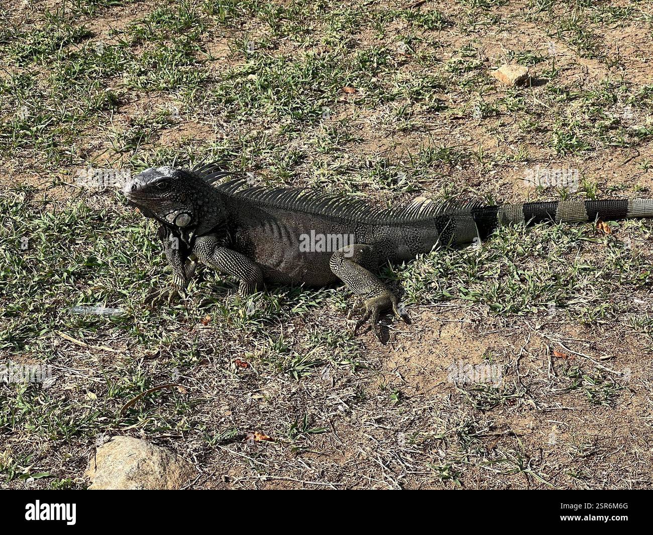 Green Iguana (Iguana iguana), Reptilia, Via Principal Punta Culebra ...