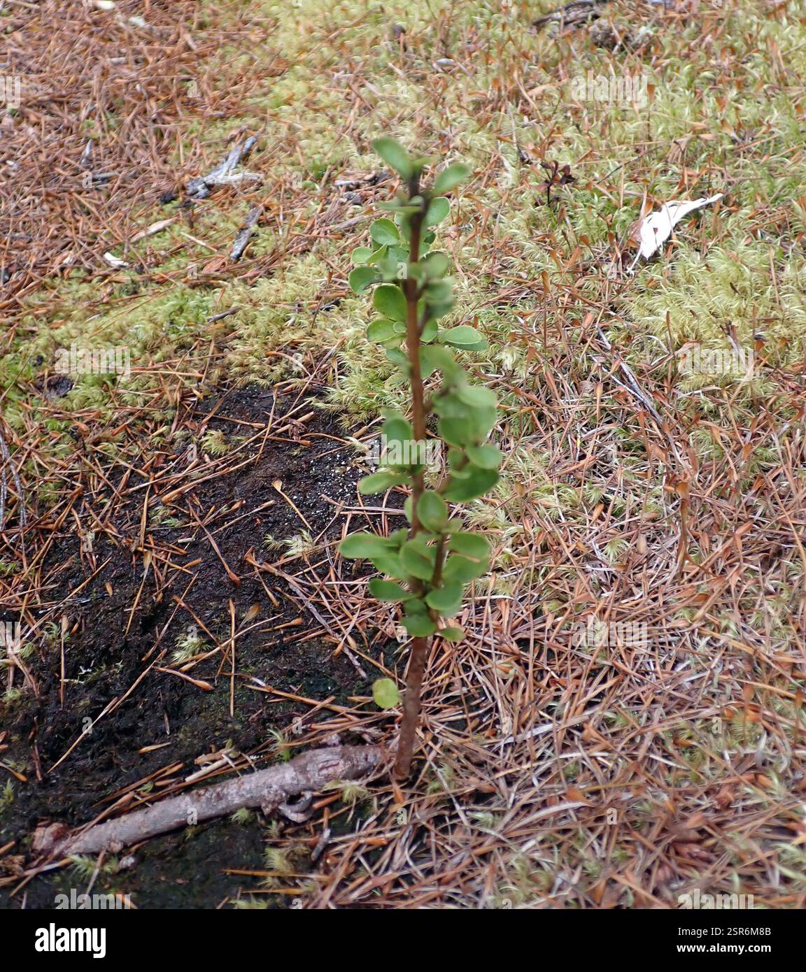 Swamp Mapou (Myrsine coxii), Plantae, Waitangi, NZ-CI, NZ, Common along ...