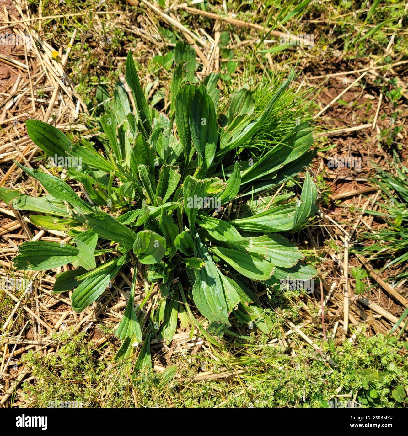 ribwort plantain (Plantago lanceolata), Plantae, Lawrenceville, GA ...